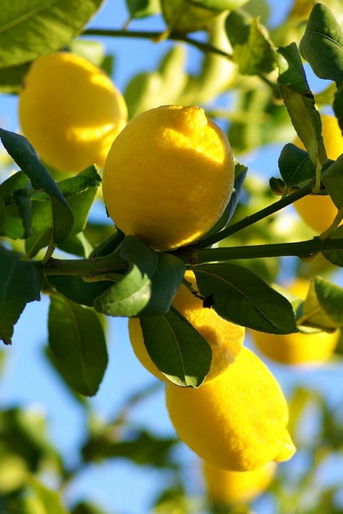 Is a Lemon a Fruit or a Vegetable? A Science Teacher Explains - Family ...