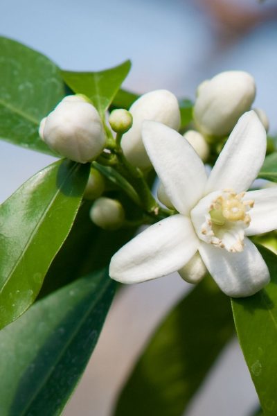 Is a Lemon a Fruit or a Vegetable? A Science Teacher Explains - Family ...